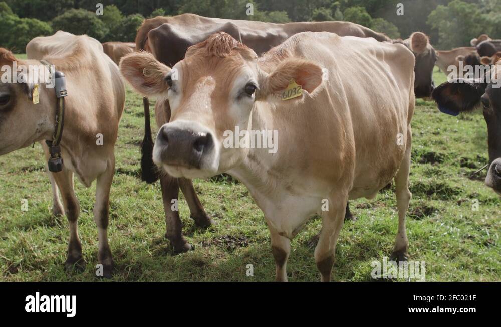 Friendly cows Stock Videos & Footage - HD and 4K Video Clips - Alamy