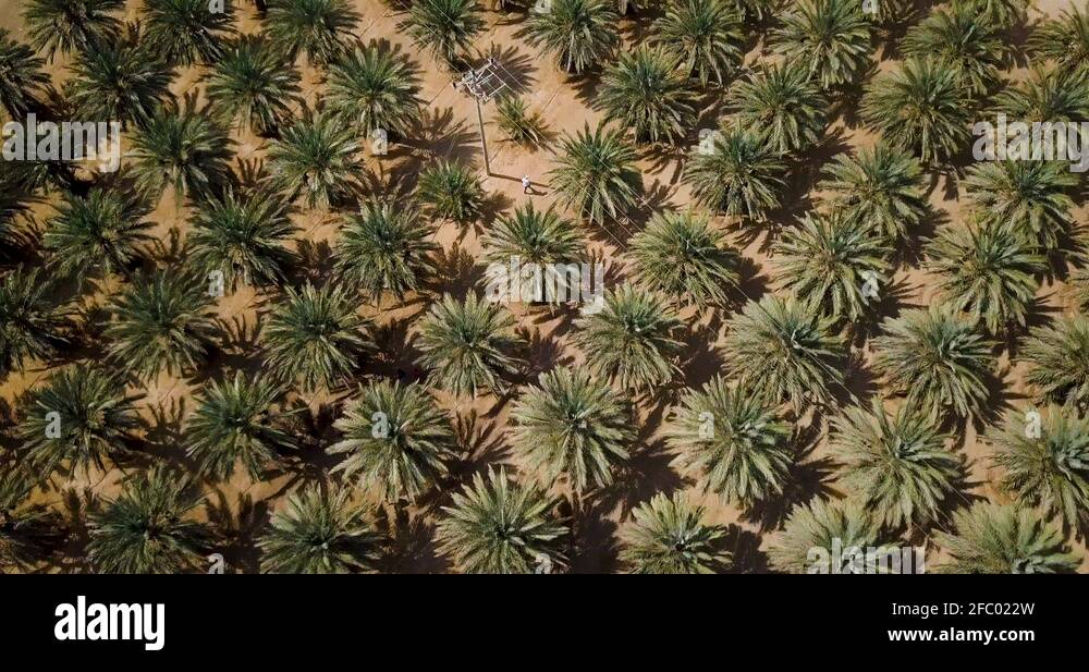 Desert palm trees plantations Stock Videos & Footage - HD and 4K Video ...