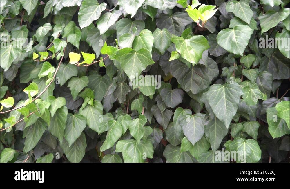 Climbing ivy hedera covered wall Stock Videos & Footage - HD and 4K ...