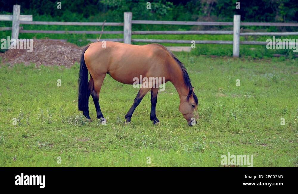 Horse grazing paddock sunshine Stock Videos & Footage - HD and 4K Video ...
