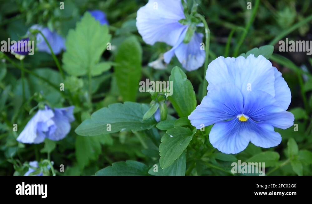 Blue violets Stock Videos & Footage - HD and 4K Video Clips - Alamy