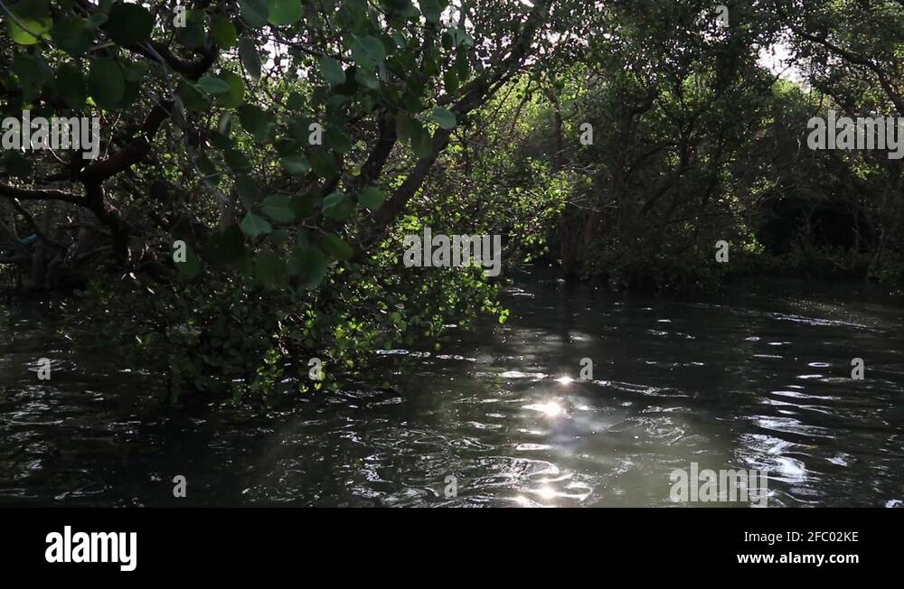 swamp inside mangrove forest in Bali Stock Video Footage - Alamy
