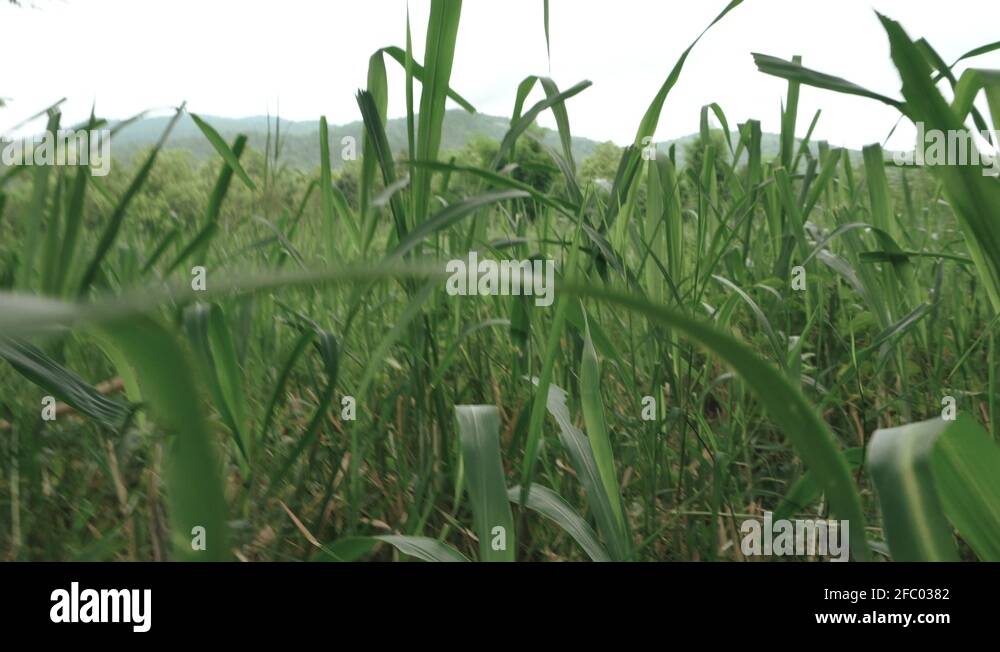 Dense grasses Stock Videos & Footage - HD and 4K Video Clips - Alamy