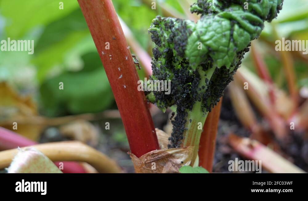 Close-up of Aphids ( Aphidoidea) attack leaves of rhubarb, pest in ...