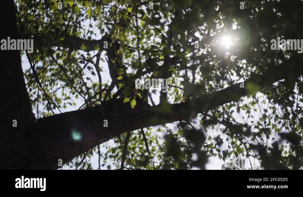 Light falling Stock Videos & Footage - HD and 4K Video Clips - Alamy