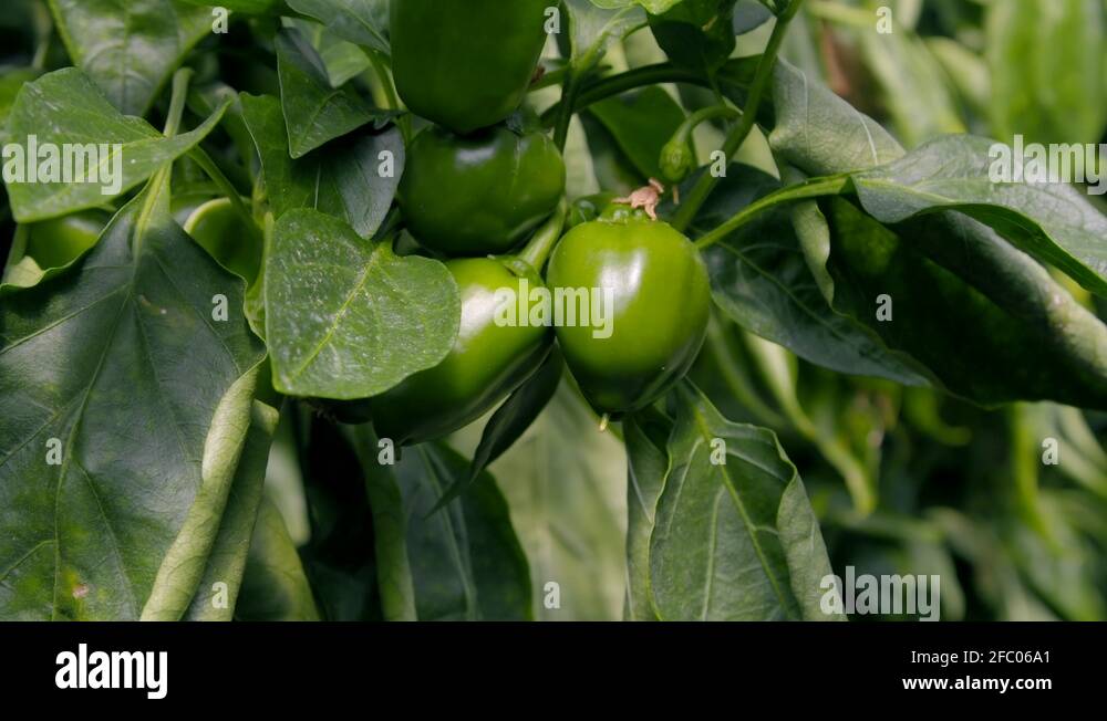 Plant of green peppers with several large peppers in it. Greenhouse ...