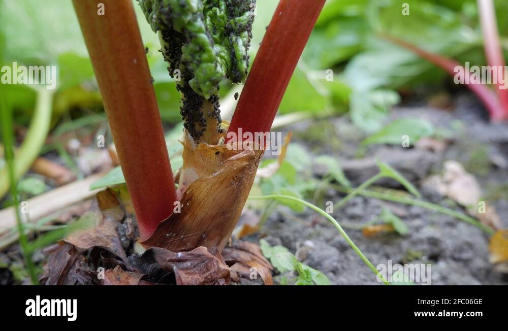 Close-up of Aphids ( Aphidoidea) attack leaves of rhubarb, pest in ...