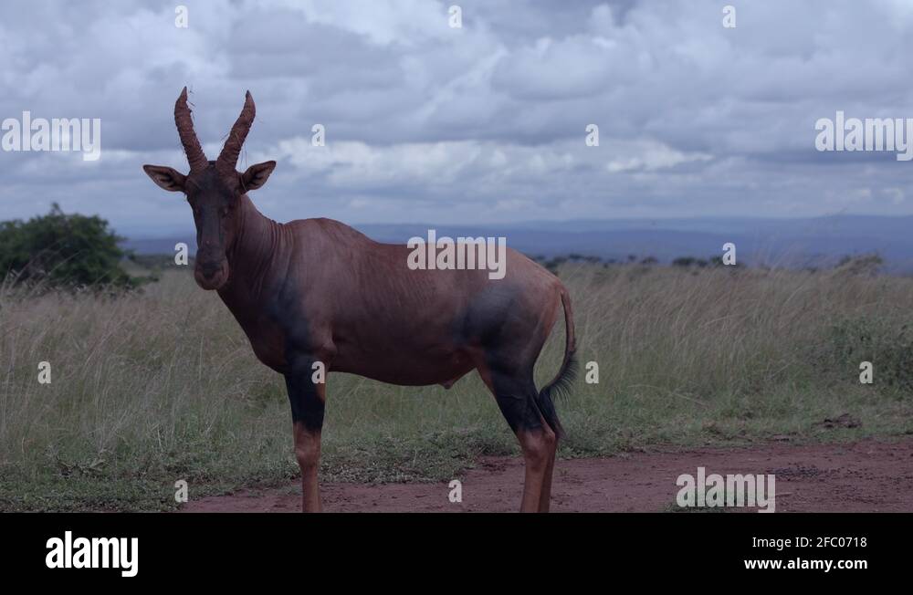 East africa antelope Stock Videos & Footage - HD and 4K Video Clips - Alamy