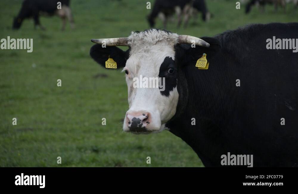 Methane cow Stock Videos & Footage - HD and 4K Video Clips - Alamy