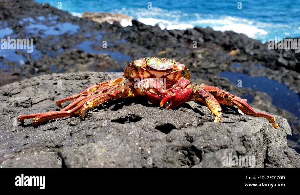 Molted shell Stock Videos & Footage - HD and 4K Video Clips - Alamy