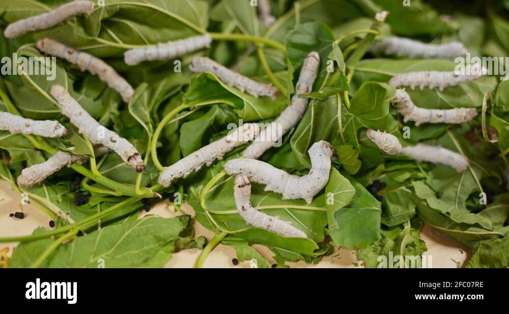 Breeding silkworms Stock Videos & Footage - HD and 4K Video Clips - Alamy
