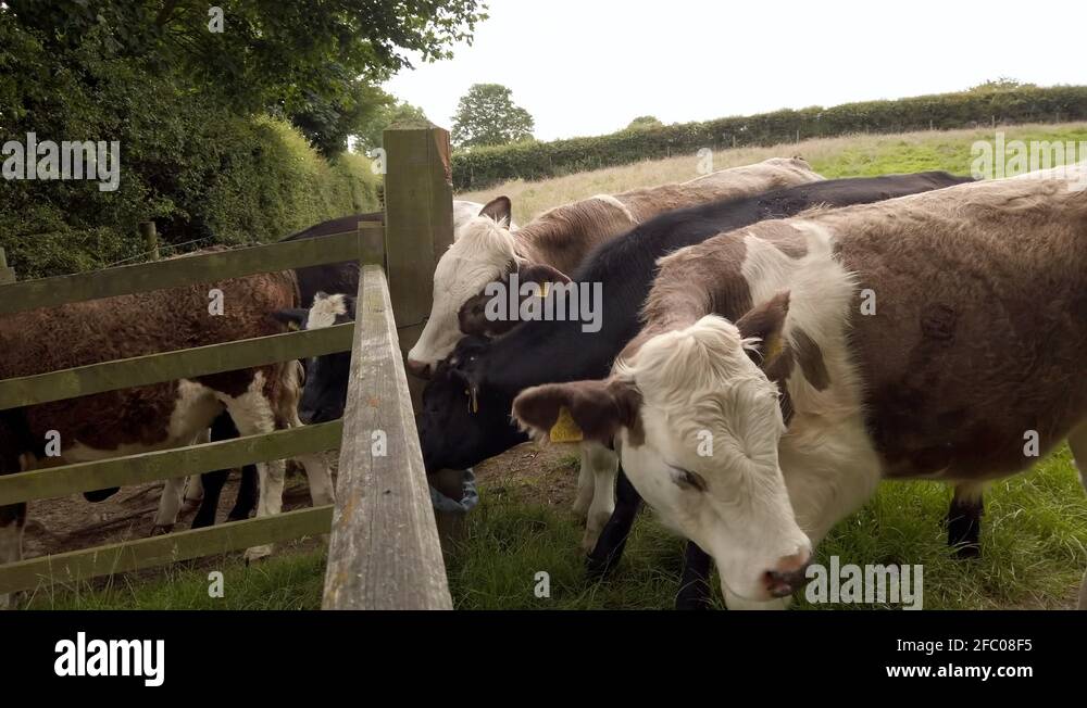 Cow behind gate Stock Videos & Footage - HD and 4K Video Clips - Alamy