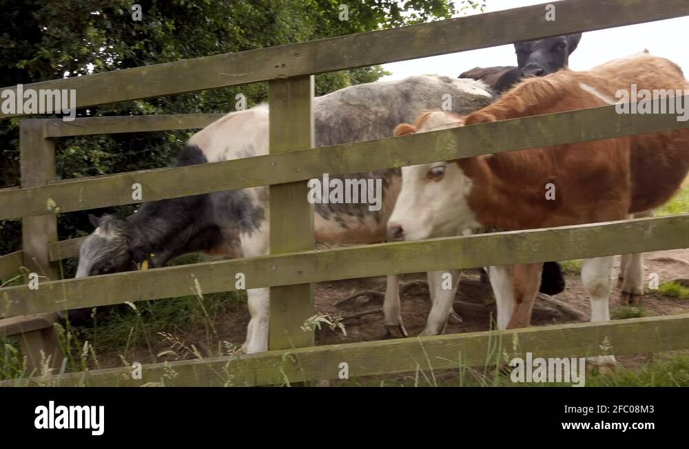 Cows looking through gate Stock Videos & Footage - HD and 4K Video ...
