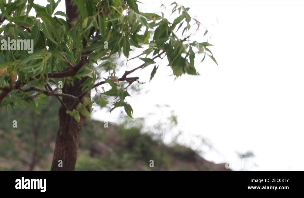 Random texture in nature Stock Videos & Footage - HD and 4K Video Clips ...