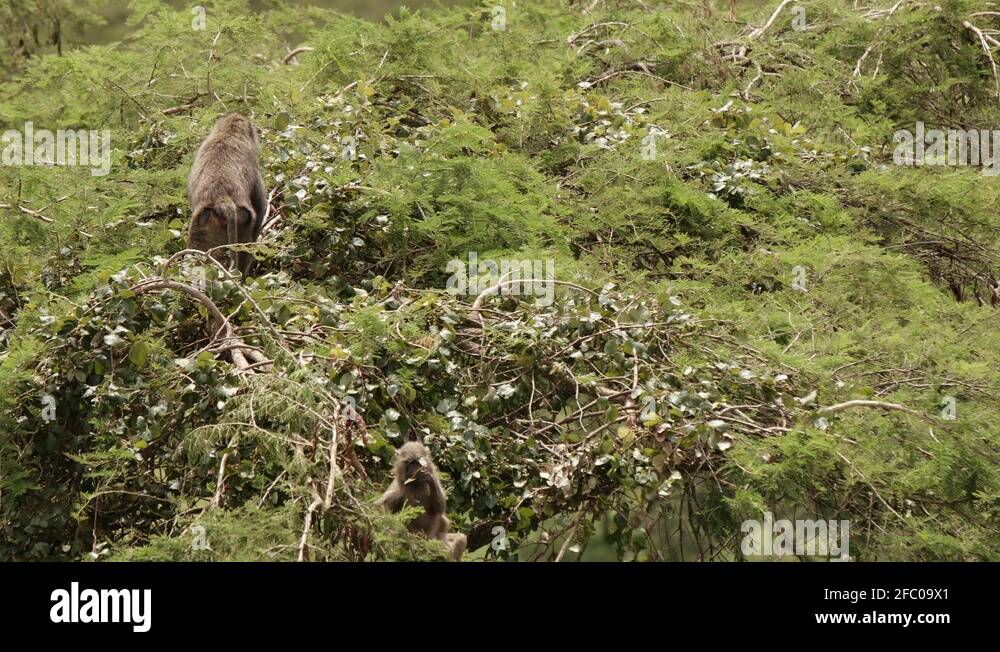 Baboon climbing tree Stock Videos & Footage - HD and 4K Video Clips - Alamy