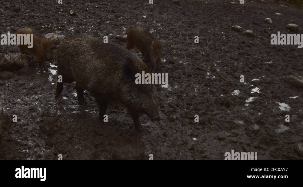 Wildschwein frischling Stock Videos & Footage - HD and 4K Video Clips ...