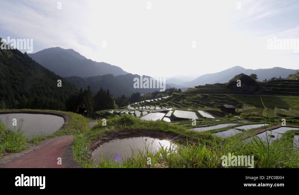 Young Man Running Through Japanese Rice Paddies Stock Video Footage - Alamy