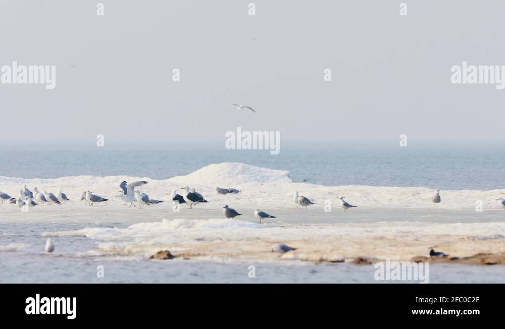 Consequences of global warming Stock Videos & Footage - HD and 4K Video ...