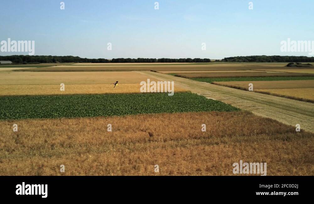 Farm land bird Stock Videos & Footage - HD and 4K Video Clips - Alamy