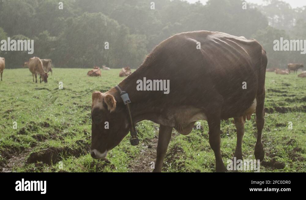 Rain tree cow Stock Videos & Footage - HD and 4K Video Clips - Alamy