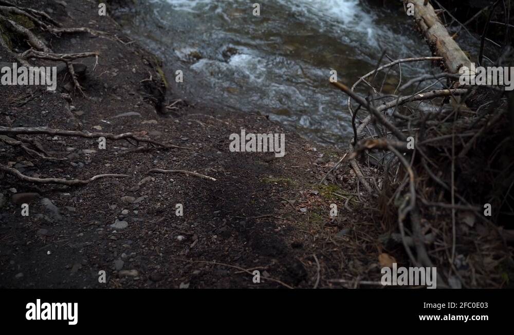 Beaver beaver Stock Videos & Footage - HD and 4K Video Clips - Alamy