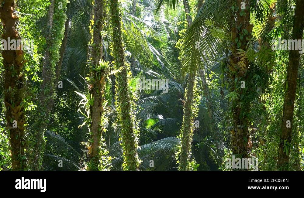 Lush tropical rainforest habitat Stock Videos & Footage - HD and 4K ...