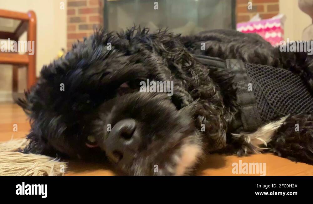 Cocker spaniel laying down Stock Videos & Footage - HD and 4K Video ...