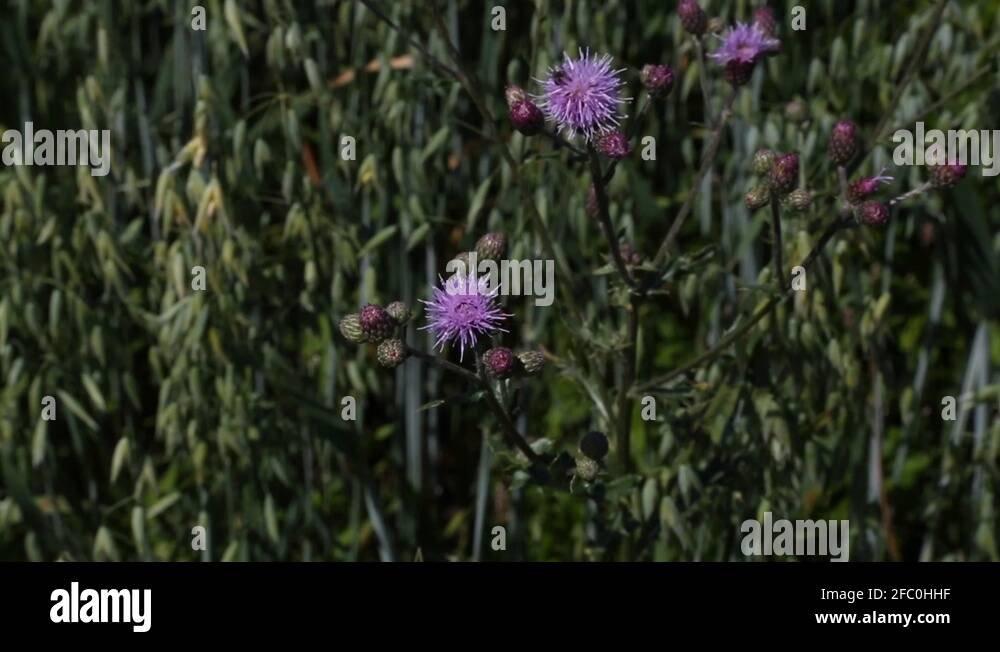 Field clover in bloom Stock Videos & Footage - HD and 4K Video Clips ...