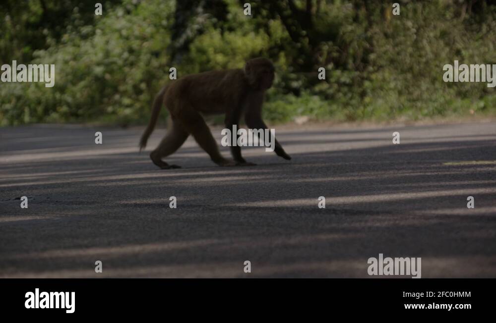 Crossed road Stock Videos & Footage - HD and 4K Video Clips - Alamy
