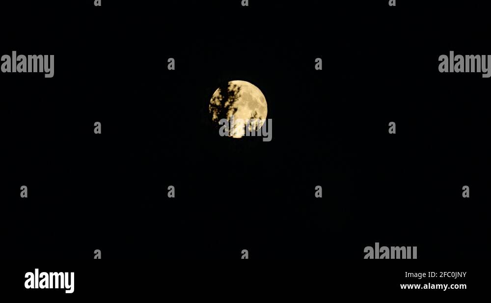 Close up of full mooning out from behind trees. Craters visible on moon ...