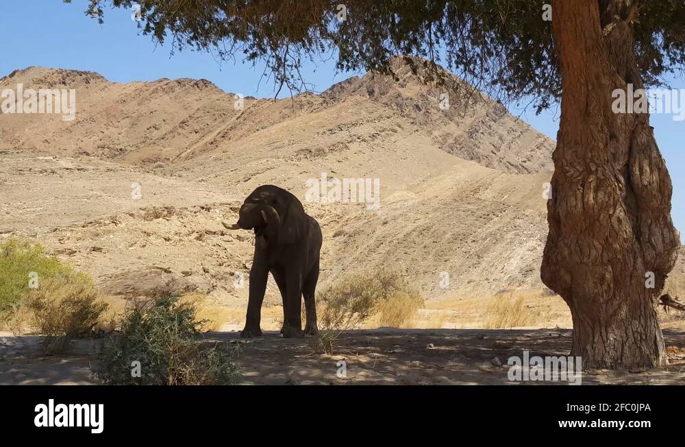 Shadow under a tree Stock Videos & Footage - HD and 4K Video Clips - Alamy