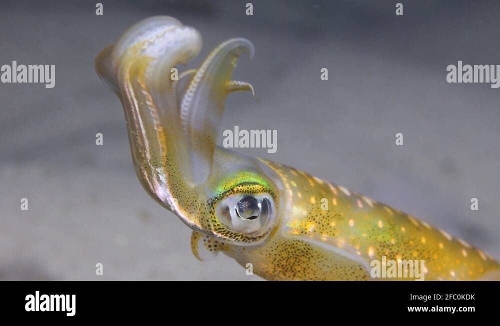 Squid suction Stock Videos & Footage - HD and 4K Video Clips - Alamy