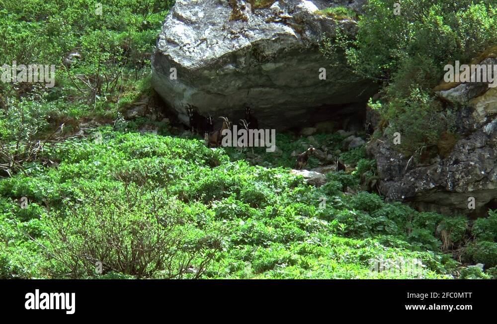Horn shadow Stock Videos & Footage - HD and 4K Video Clips - Alamy