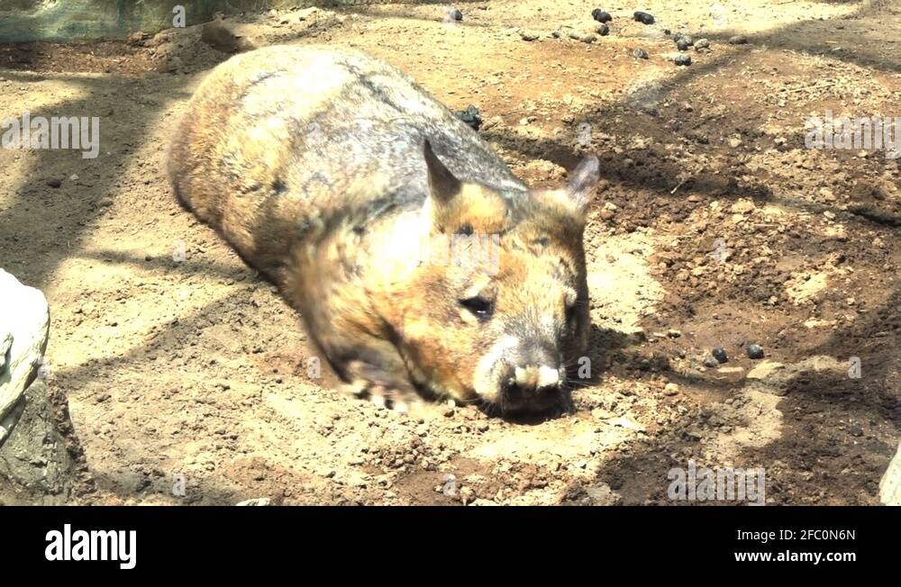 Australian wombat rests in the mud Stock Video Footage - Alamy