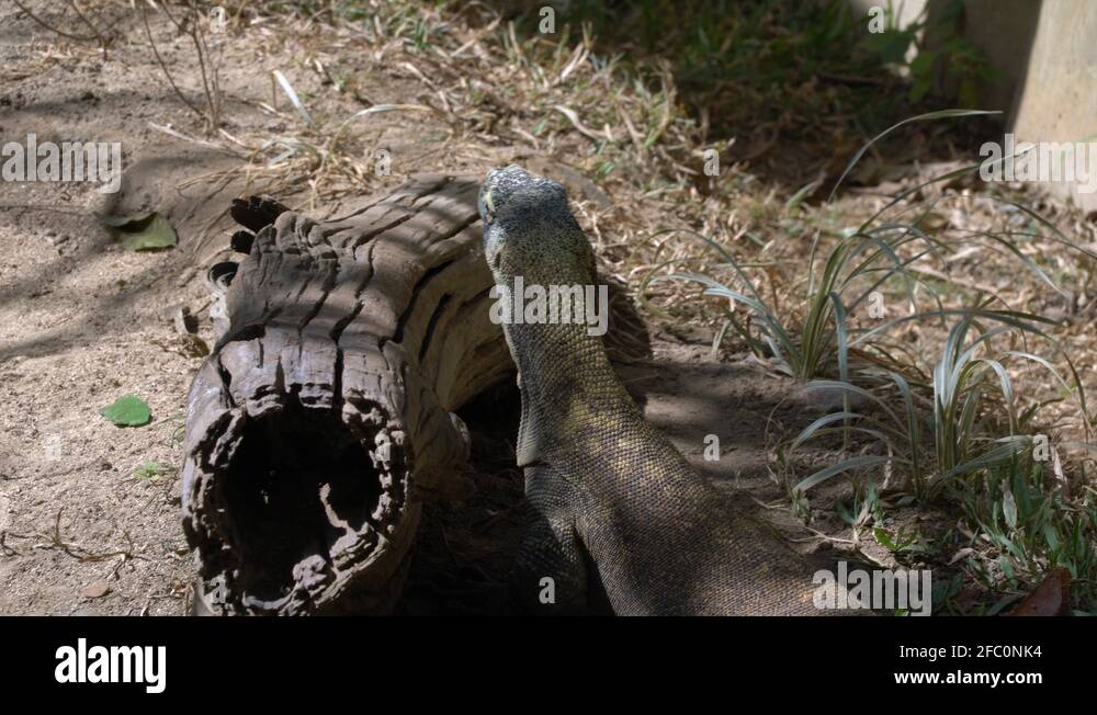 Bali wildlife Stock Videos & Footage - HD and 4K Video Clips - Alamy