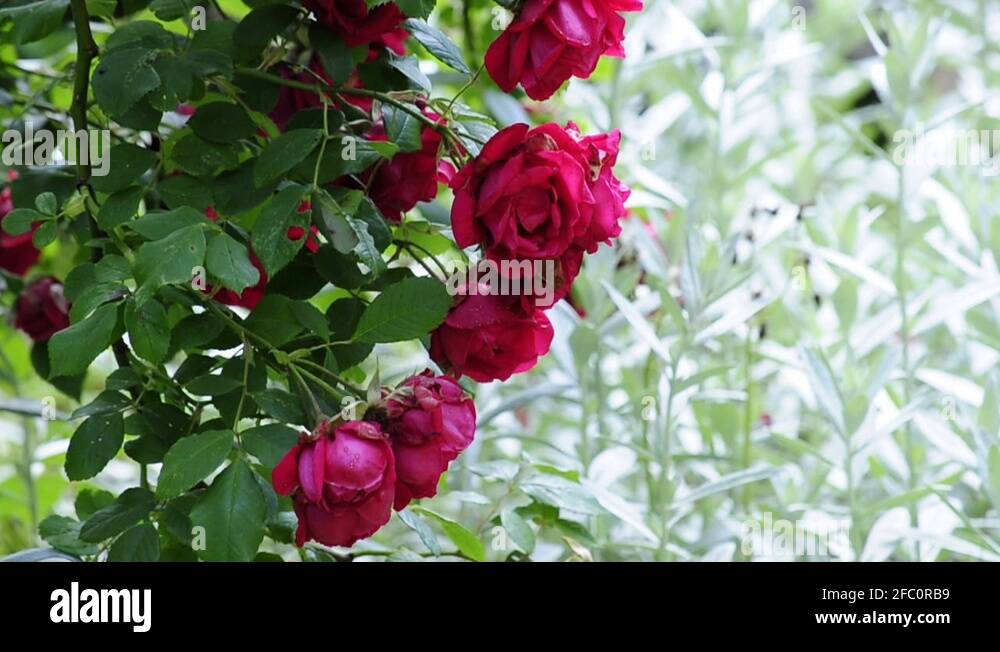 White sage bloom Stock Videos & Footage - HD and 4K Video Clips - Alamy