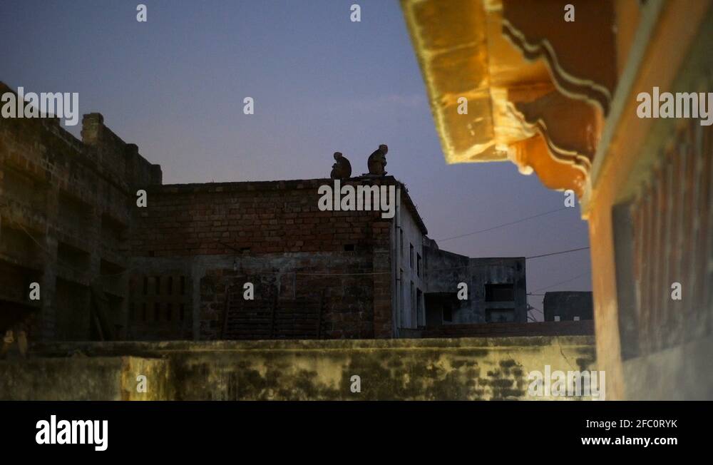 Monkey temple varanasi india Stock Videos & Footage - HD and 4K Video ...