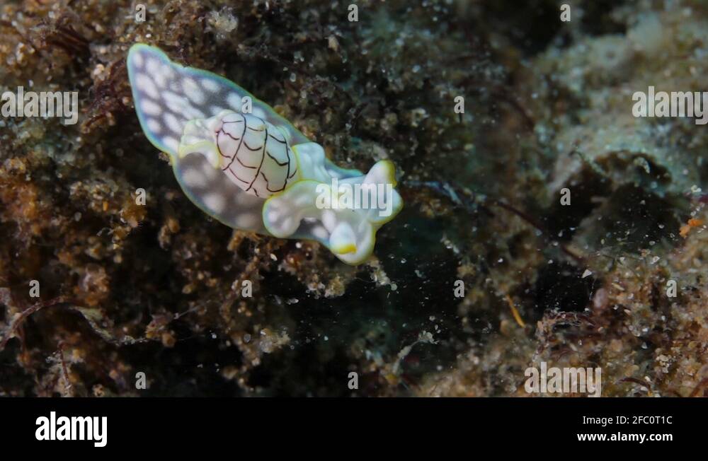 Bubble sea snail Stock Videos & Footage - HD and 4K Video Clips - Alamy