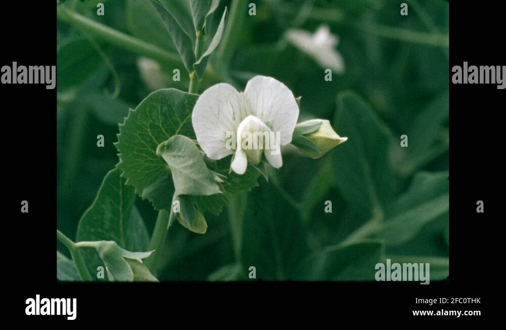 Green bean plant flower Stock Videos & Footage - HD and 4K Video Clips ...