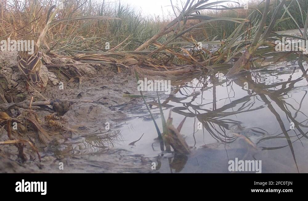 Wet ecosystem Stock Videos & Footage - HD and 4K Video Clips - Alamy