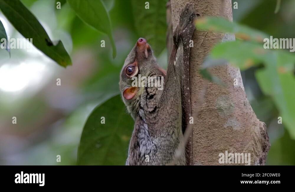Mammal lemur flying Stock Videos & Footage - HD and 4K Video Clips - Alamy
