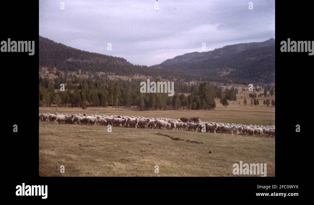 1950s: UNITED STATES: flock of sheep. Cows in herd. Cattle on ranch ...