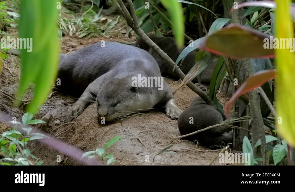 Holt Stock Videos & Footage - HD and 4K Video Clips - Alamy