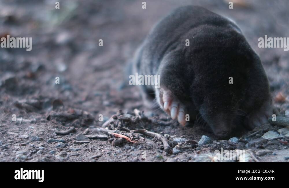 Mole animal Stock Videos & Footage - HD and 4K Video Clips - Alamy