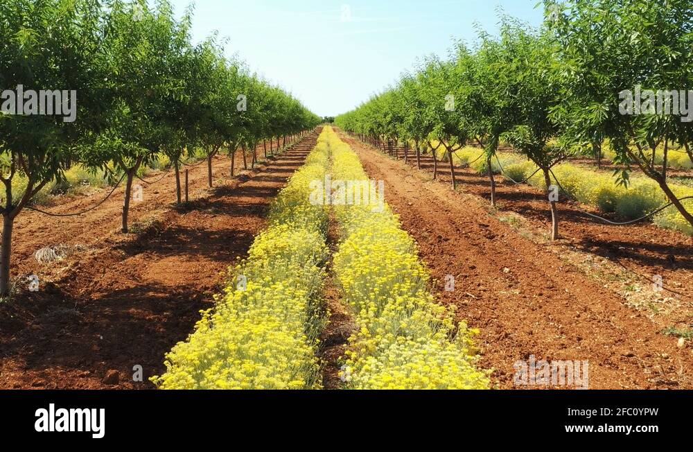 Immortelle tree Stock Videos & Footage - HD and 4K Video Clips - Alamy