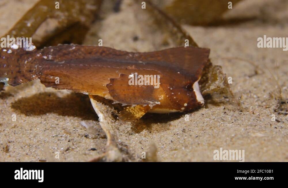 Cockatoo leaf fish Stock Videos & Footage - HD and 4K Video Clips - Alamy