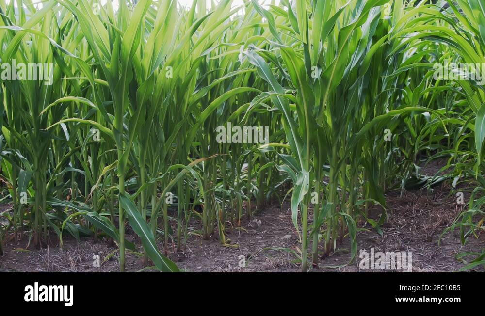 Plants on a field Stock Videos & Footage - HD and 4K Video Clips - Alamy