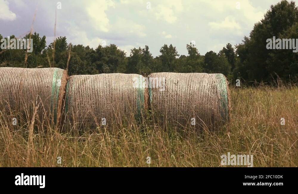 Hay plant illustration Stock Videos & Footage - HD and 4K Video Clips ...