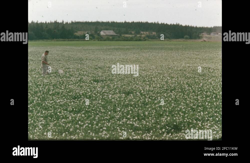 Man butterfly net Stock Videos & Footage - HD and 4K Video Clips - Alamy