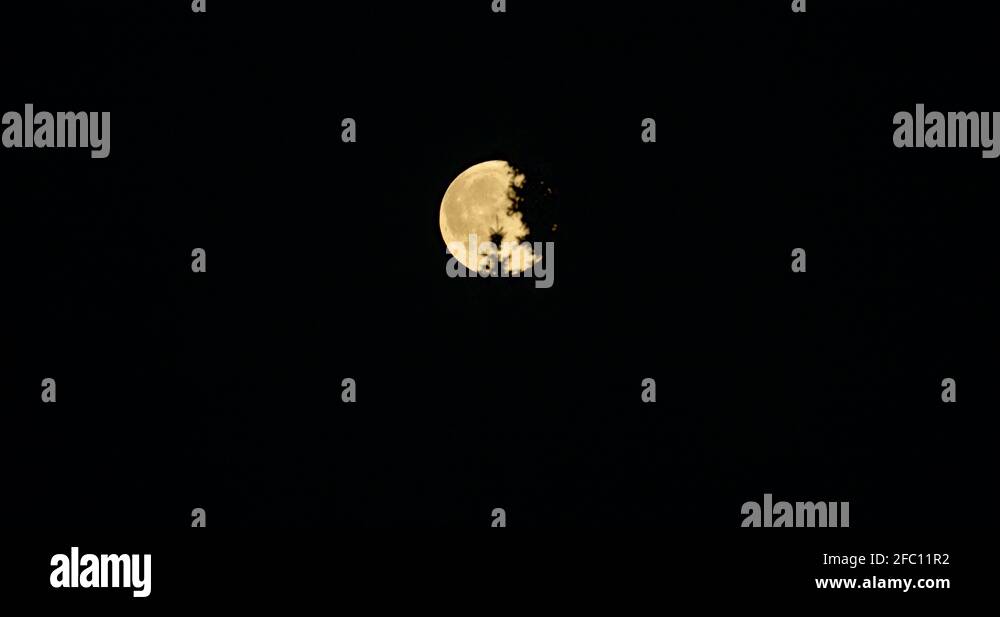 Close up of full mooning behind trees. Craters visible on moon surface ...